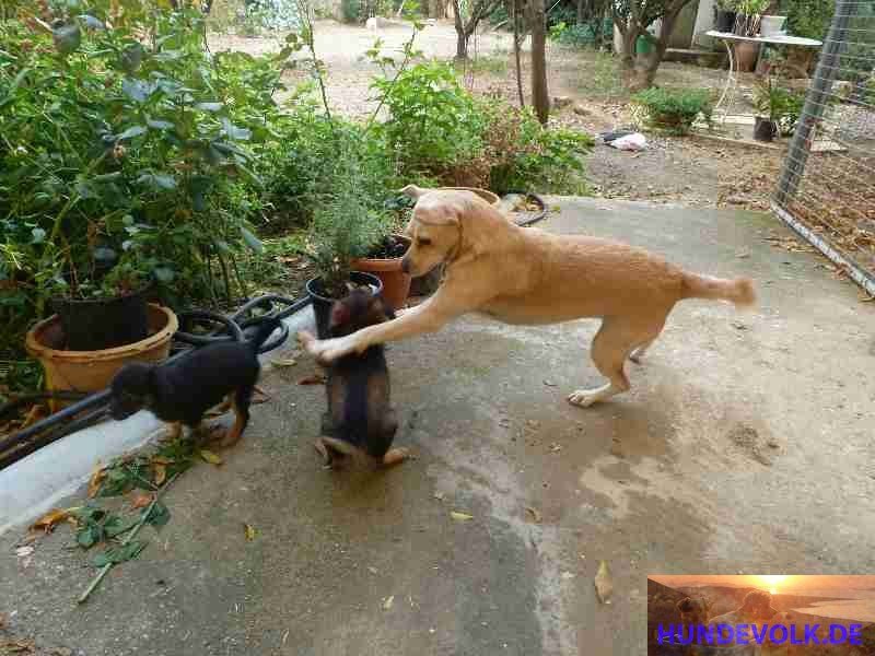 Über Hunde - Hundevolk