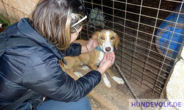 Unerwünschtes Verhalten - Hundevolk