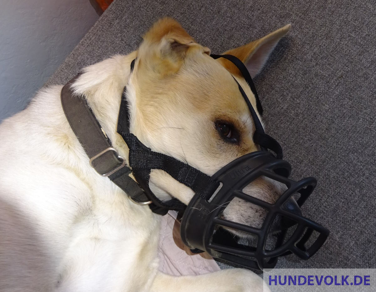 Baskerville Ultra Maulkorb - Hundevolk