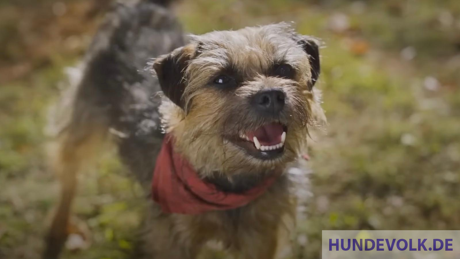 Strays - Ausflug mit sprechenden Streuner-Hunden - Hundevolk